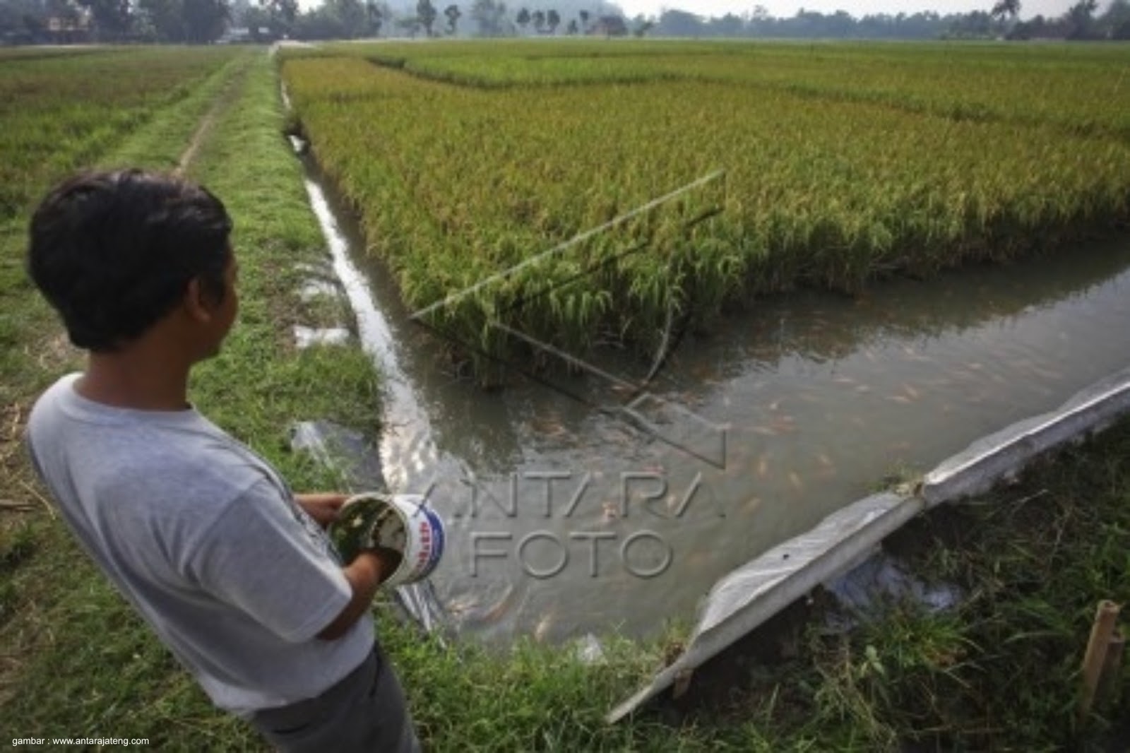 Pembesaran Udang Galah Di Tanaman Padi Ugadi Lalaukan