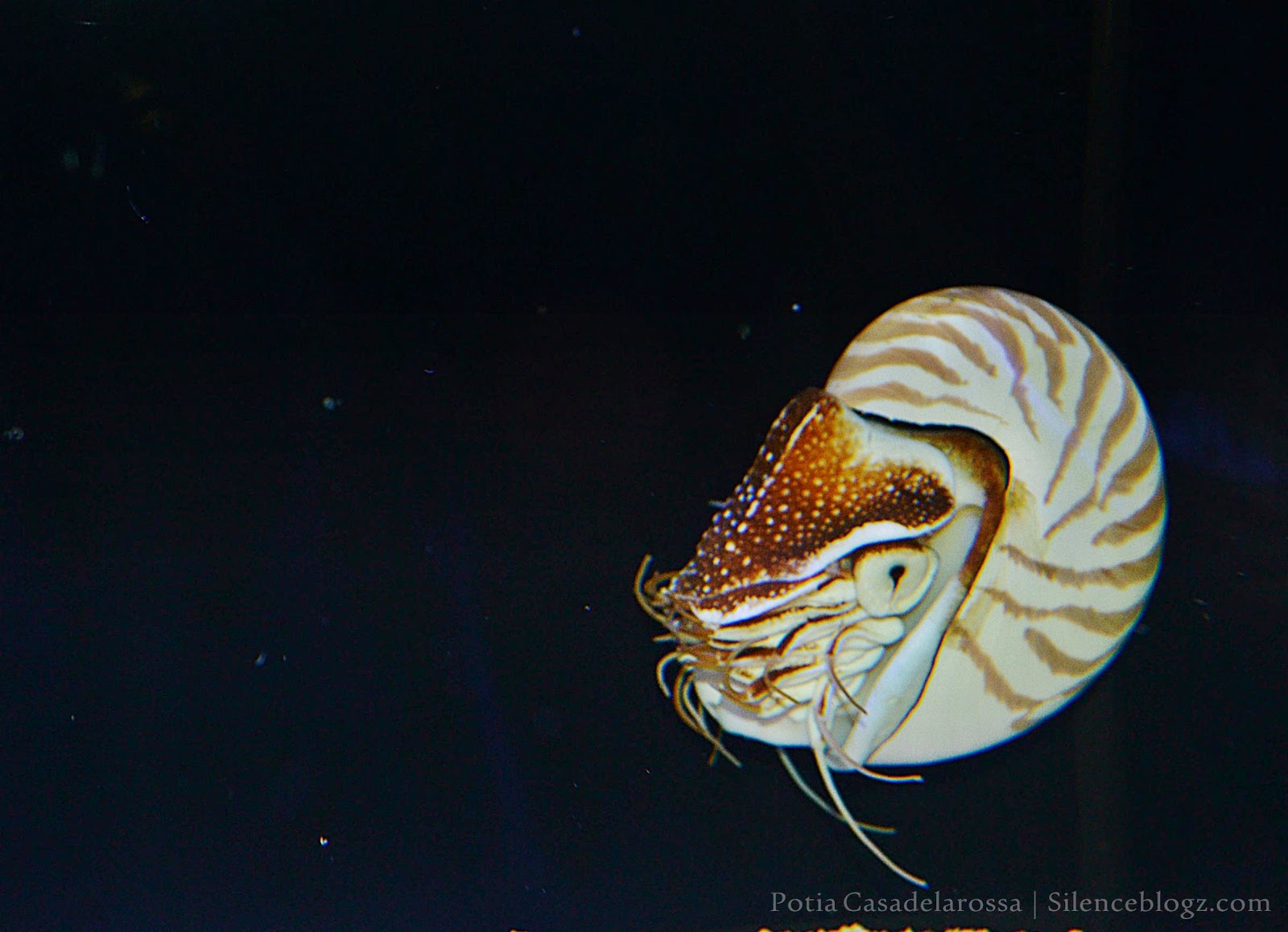 Fosil Hidup - Pearly Nautilus Hidup Jutaan Tahun - Blogger2u