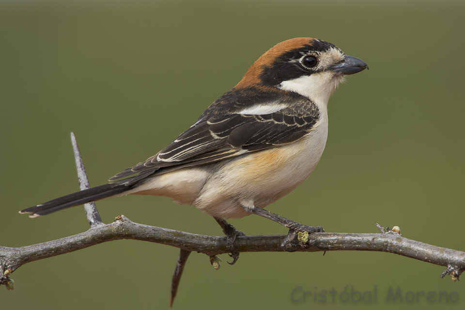 Fotografia: Alcaudón