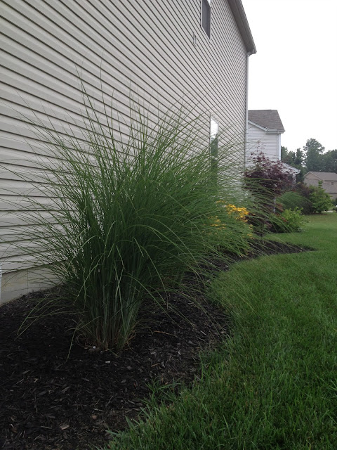 MY LIFE BY DESIGN: landscaping update: The side yard....