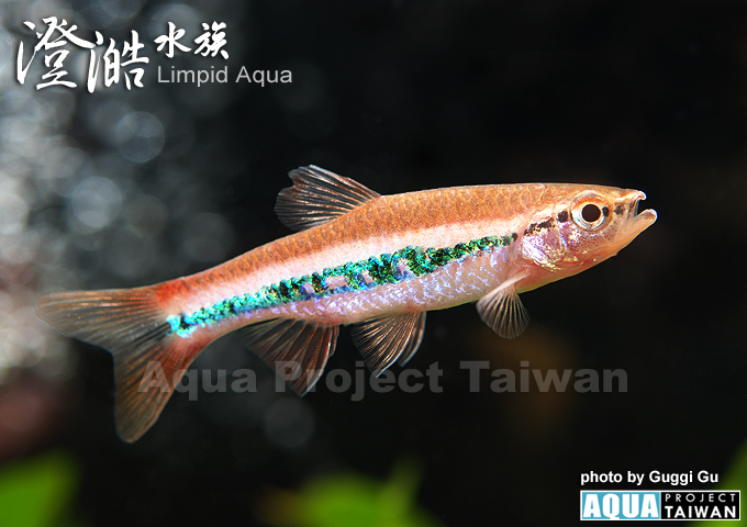 澄澔水族---APT直營批發及進出口門市