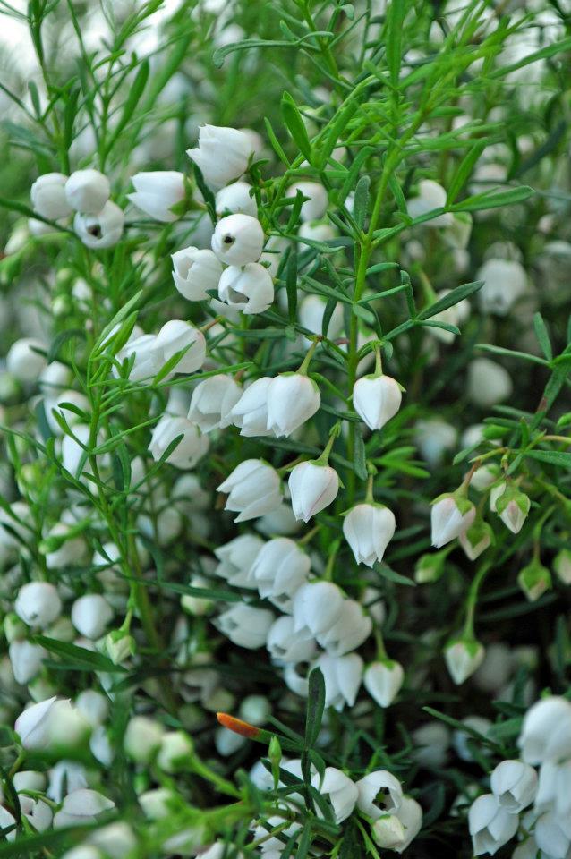 A Passion for Flowers: Boronia a Springtime Favorite