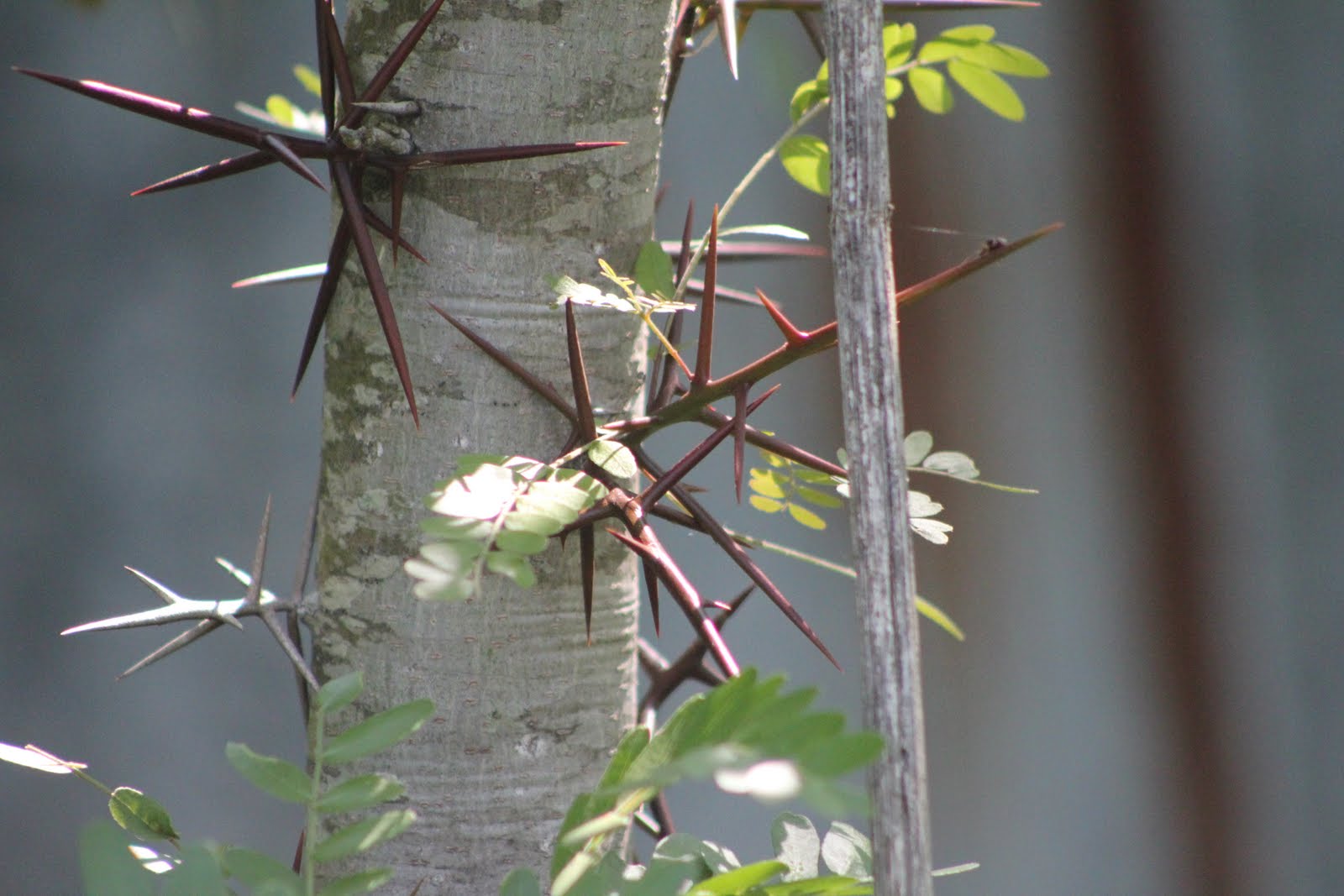 Ladybug from Texas: Honey Locust Tree