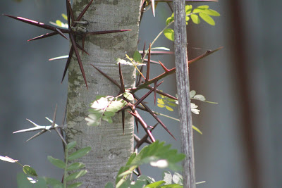 Ladybug from Texas: Honey Locust Tree