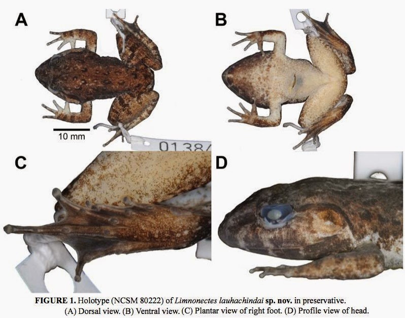 Species New to Science: [Herpetology • 2015] Limnonectes lauhachindai ...