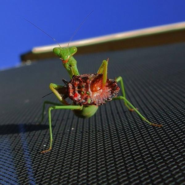 naturalacts: Facts about the Praying Mantis