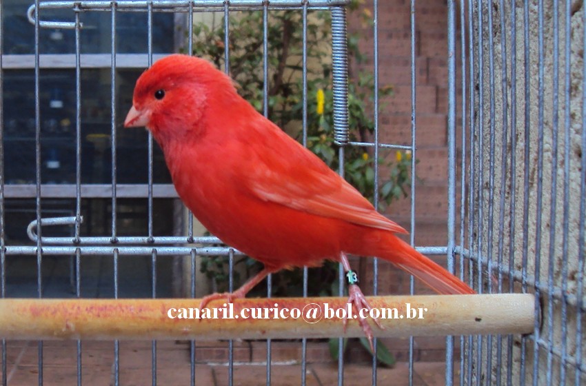 Canaril Curico - Canário de Cor: Vermelho Intenso
