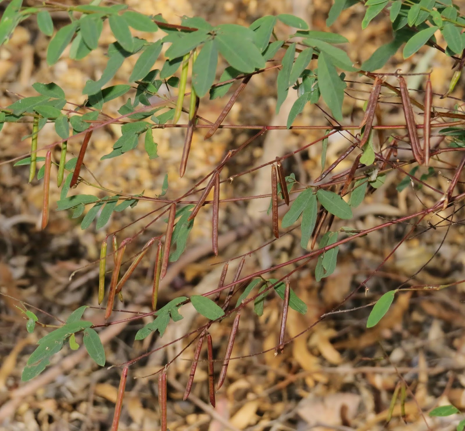 Moggill plants: a learning journey