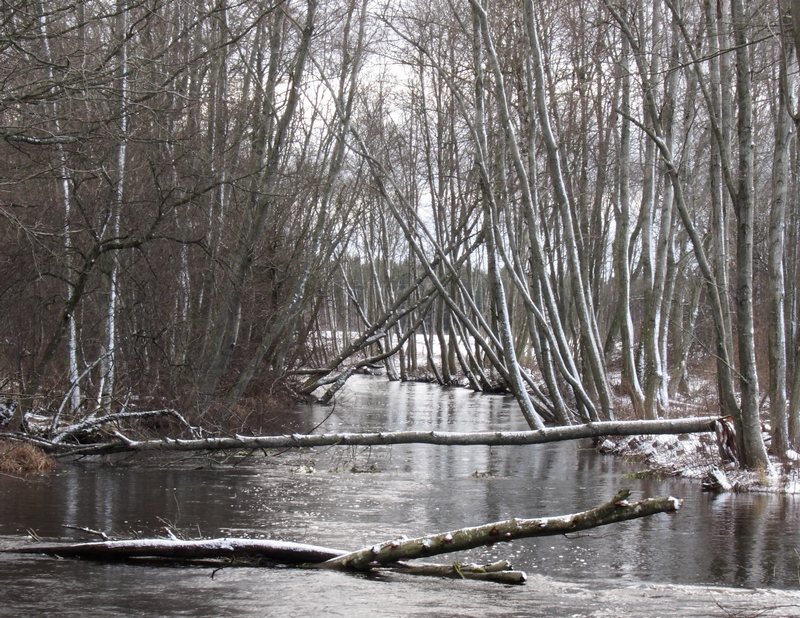 Jan Vutt fotogalerii: Hall lepp