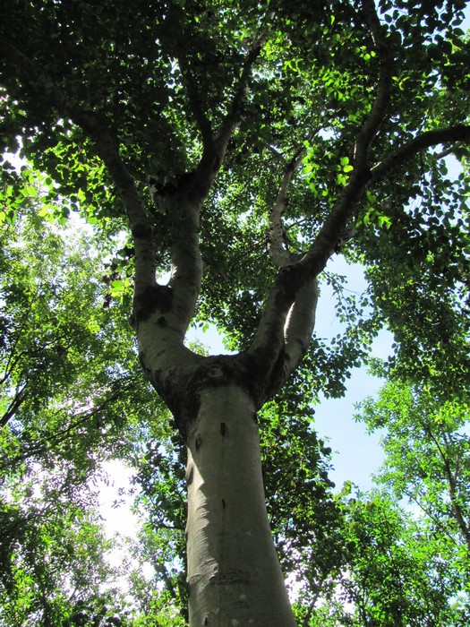 tungo sa kawalan: Ents