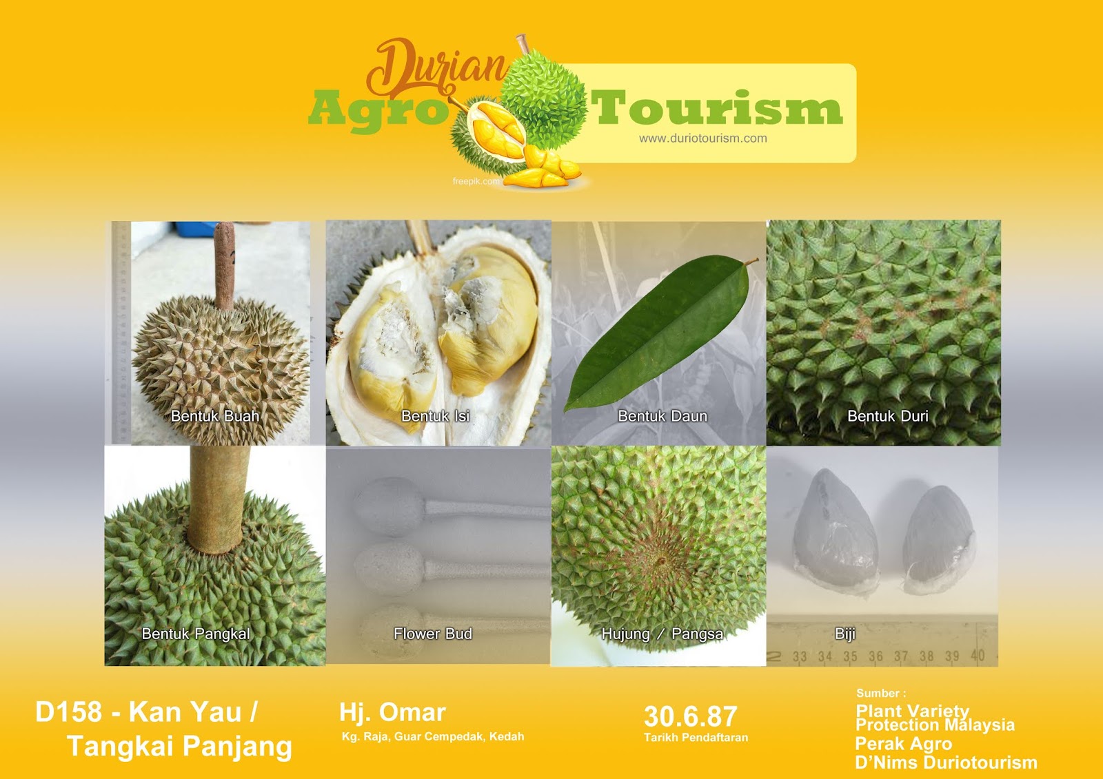 D158/D130 - Durian Tangkai Panjang