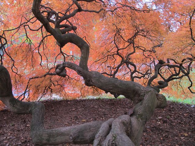 Julie Zickefoose on Blogspot: Great Maples of Mt. Auburn