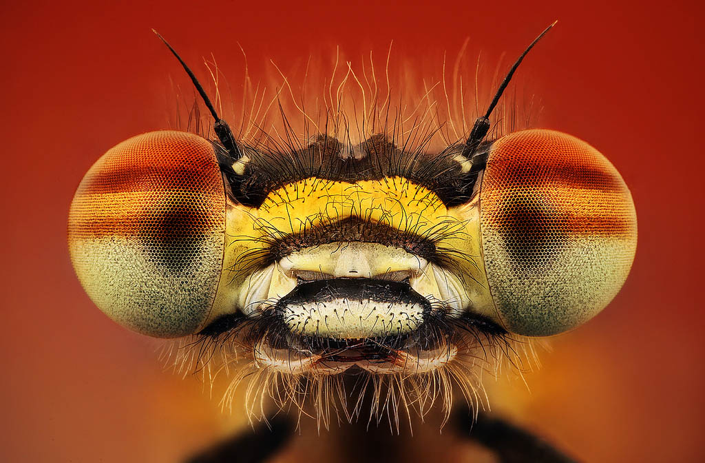 PopGive: Incredible Bug Portraits
