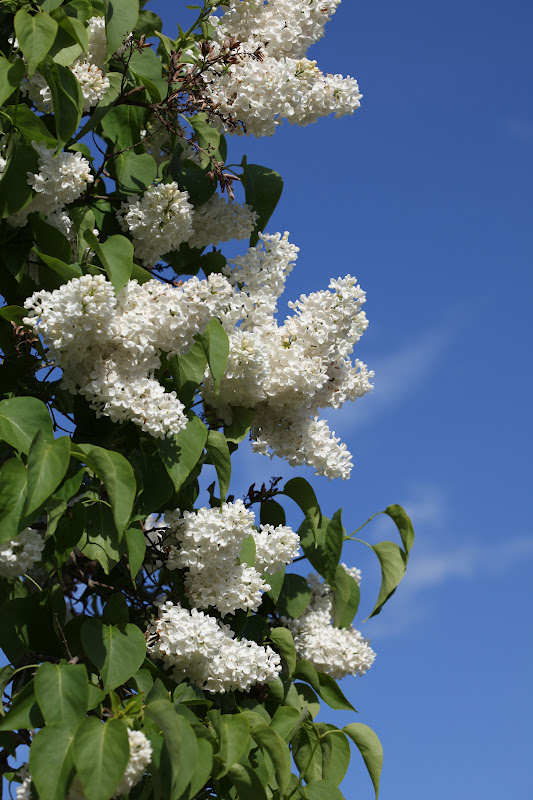 Garden Living: Velduftende syriner