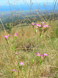 Црвен кантарион - Centaurium erythraea - Билки Лековити и Народна Медицина