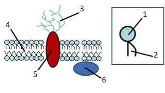 SOS BIOLOGIA CELULAR Y TISULAR: ESTRUCTURA DE LA MEMBRANA ...