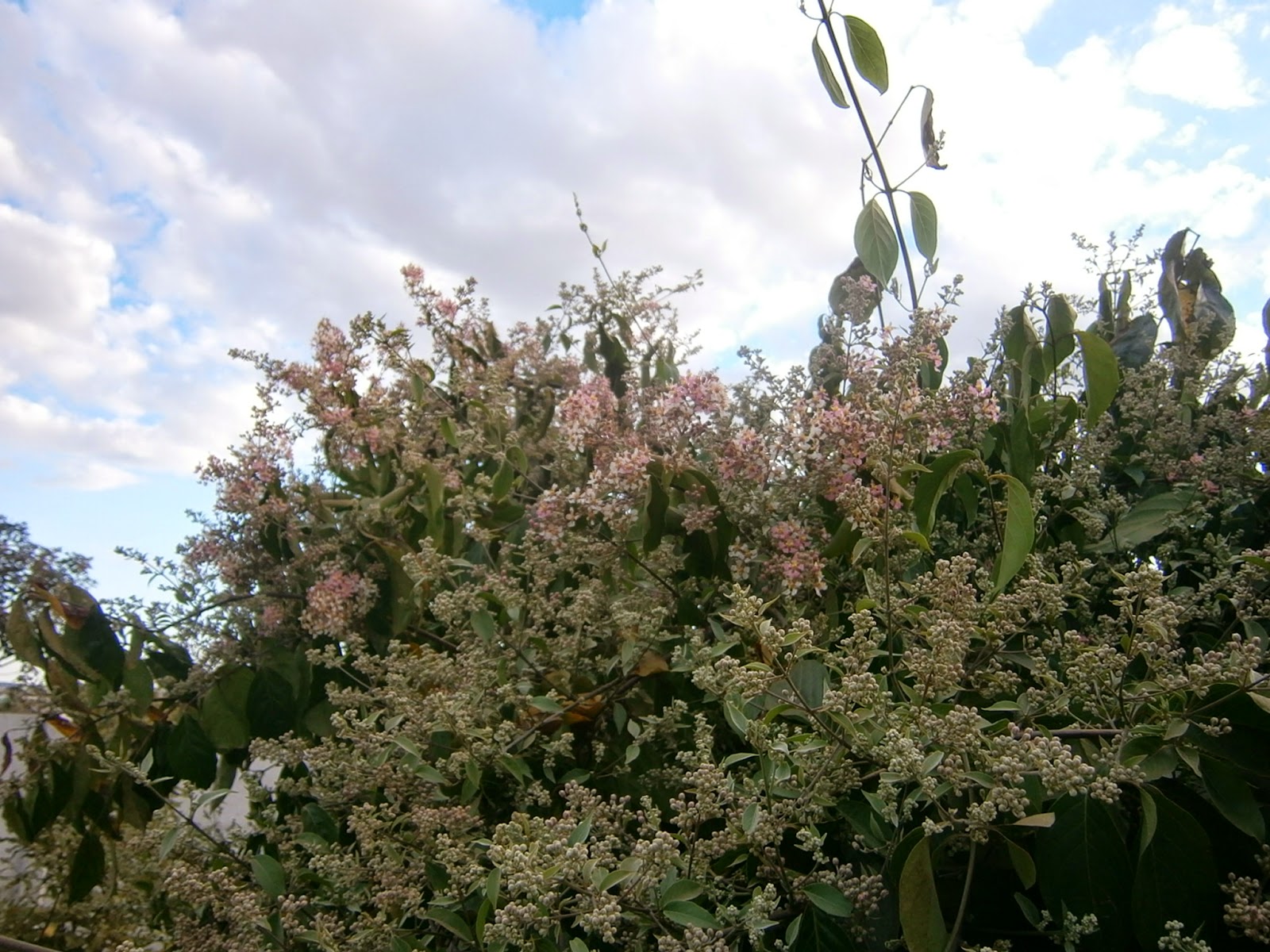 Zelando pela Chacrona e pelo Jagube: Segunda Floração do Jagube!