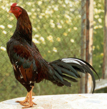 Hobi Ayam Tangkas: mengenal reza asil, apaan tuh....