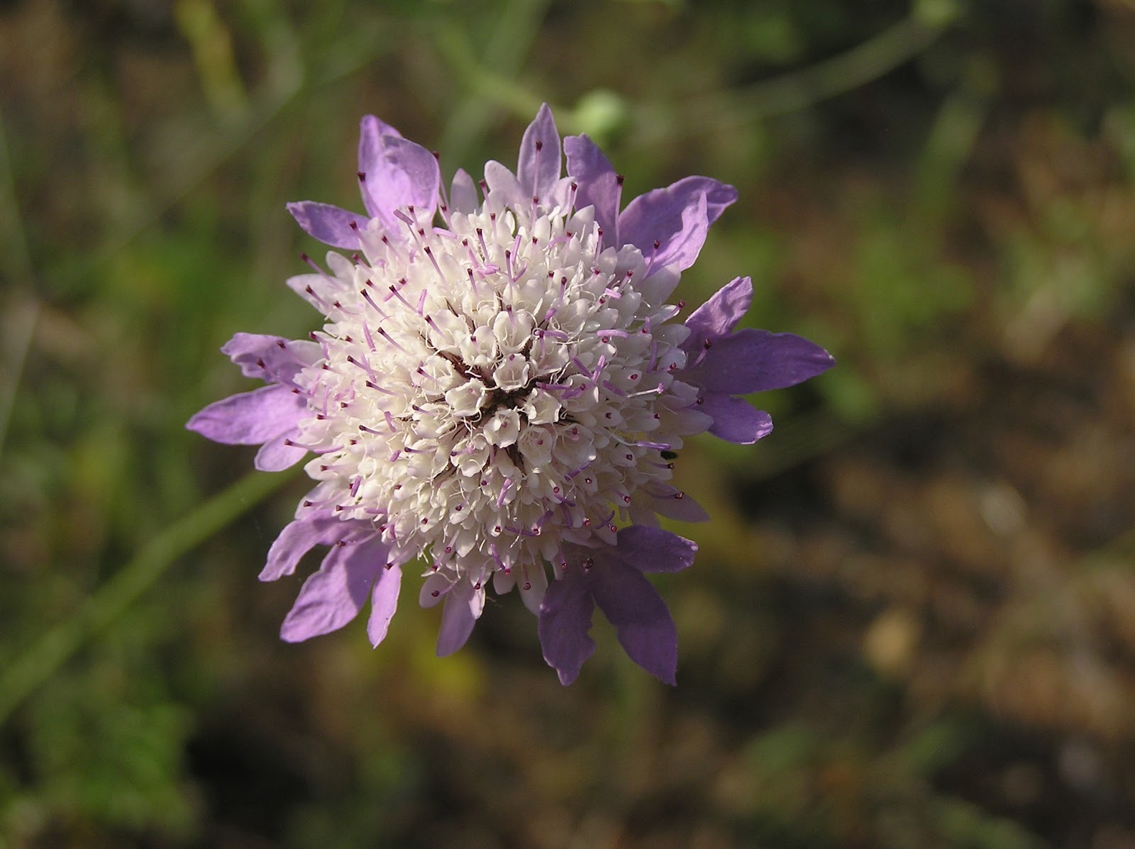 Flores Silvestres: Scabiosa atropurpurea