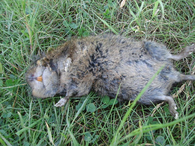 MERSEA WILDLIFE: AFTER THE DELUGE