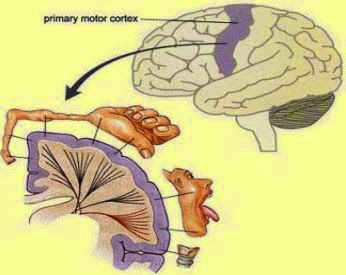 CHILDHOOD: ANATOMI OTAK