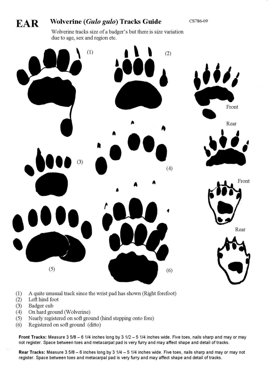 Exotic Animals Register: Guide To The Main Four UK New UK Predator Species
