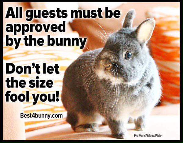 Rabbit Ramblings: Funny Bunny Monday Meme*day