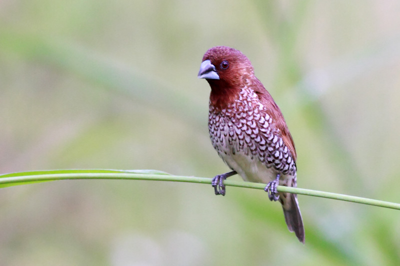 Birds and Nature Photography @ Raub: Scaly-breasted Munia
