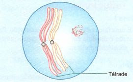 Biologia no ensino médio: 2º ano - aula 37 - Meiose
