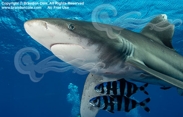 MARINE PHOTOGRAPHY: OCEANIC WHITETIP SHARKS IN EGYPT'S RED SEA