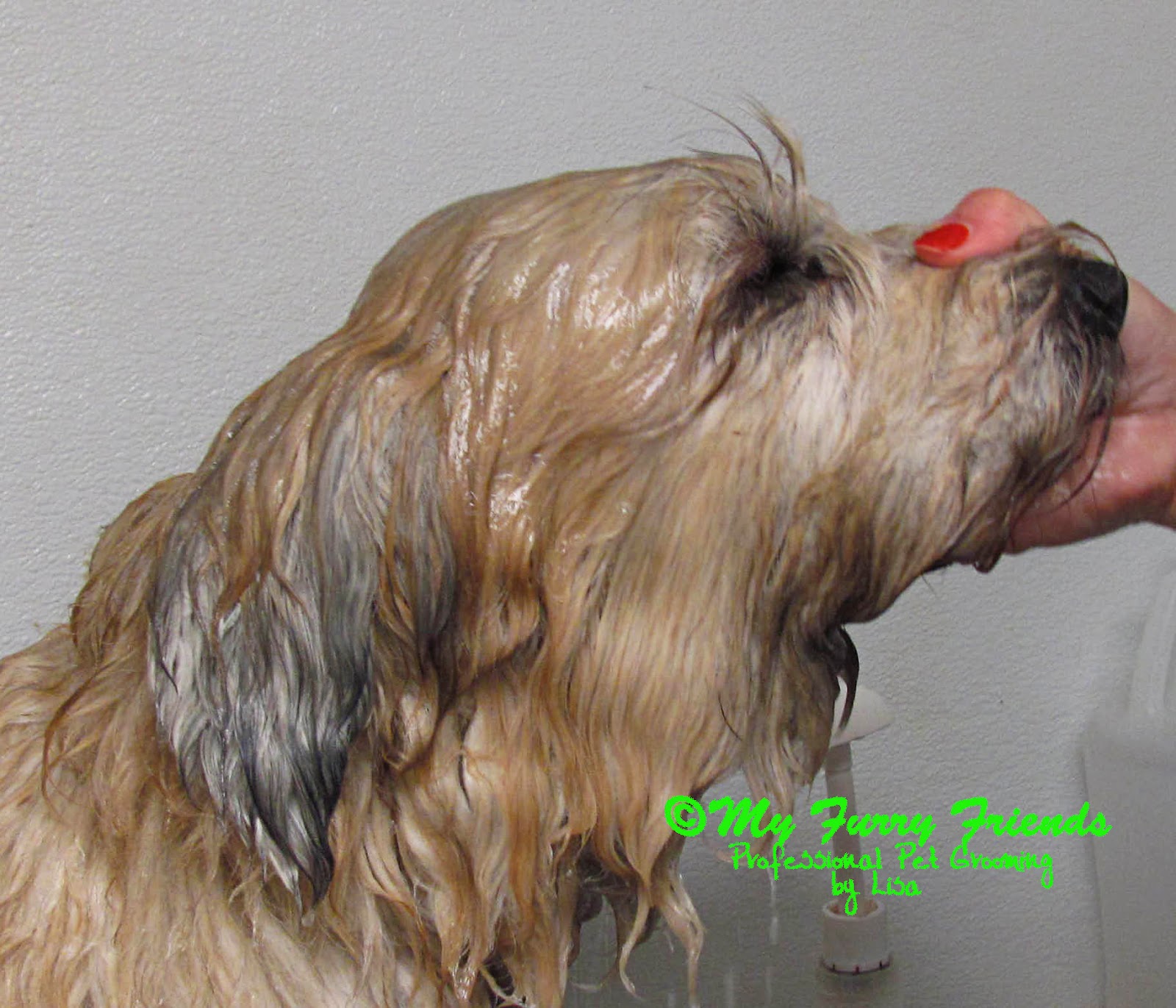 Pet Grooming: The Good, The Bad, & The Furry: Face Washing