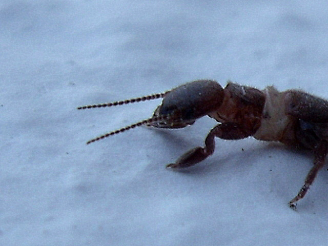 VILLENATURA: Embia ramburi