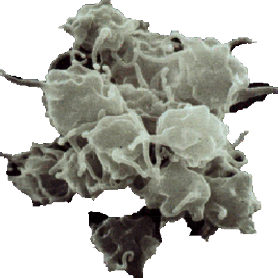 Sel Darah Merah, Putih, Dan Keping Darah (Eritrosit, Leukosit, Dan ...