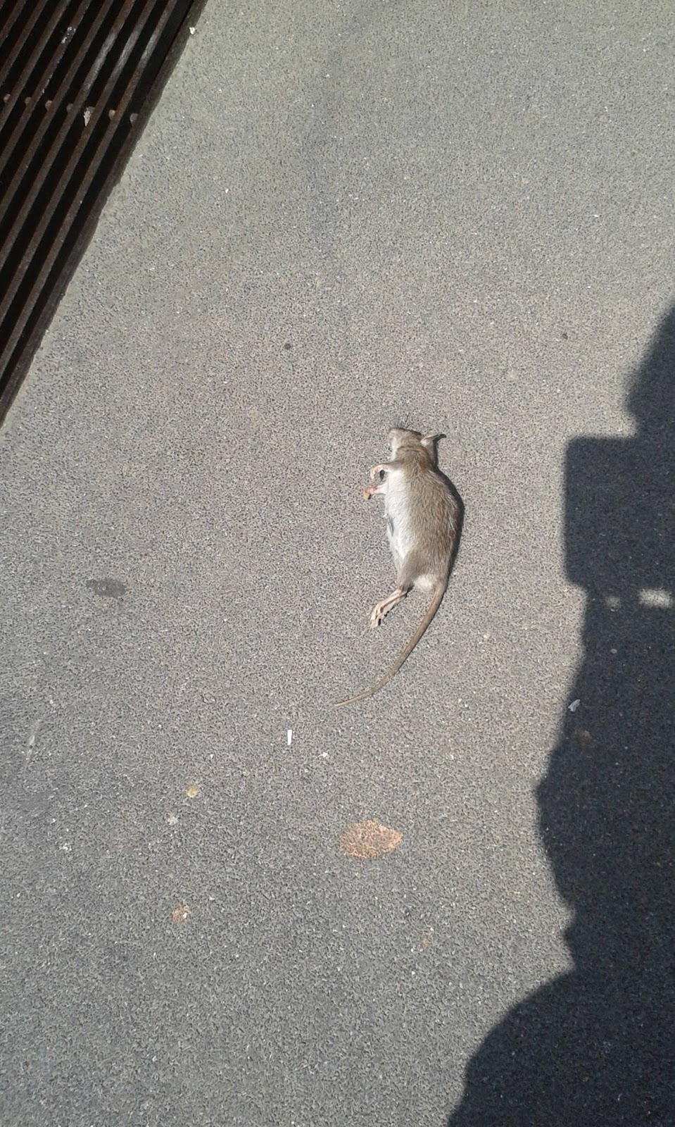 ASSOCIAZIONE ITALIANA DIFESA ANIMALI ED AMBIENTE: TOPI MORTI AVVELENATI ...