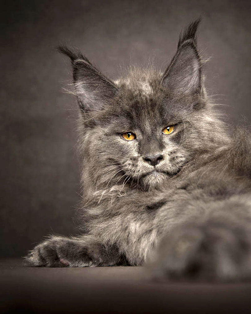 A beleza mística da raça de gatos Maine Coon | Maliária