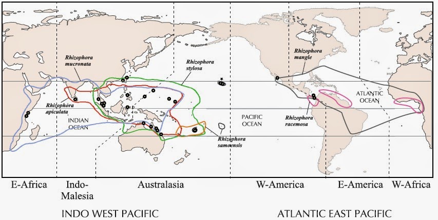 Sciency Thoughts: The origin and diversification of Mangroves.
