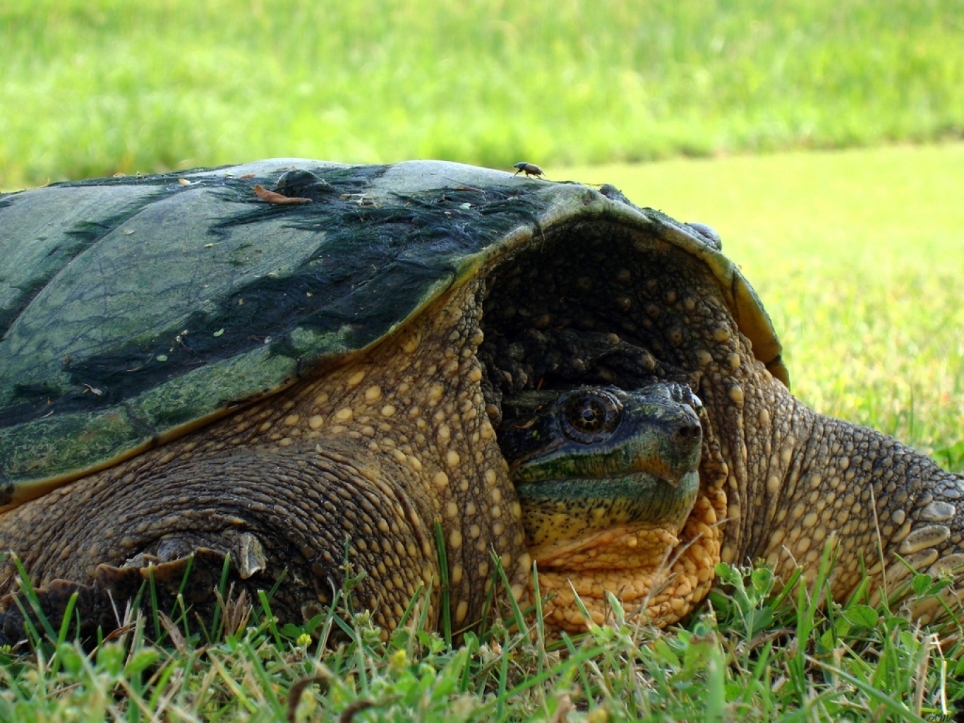 Imágenes del mundo animal: Tortuga