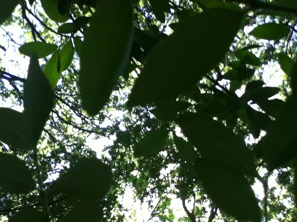 Photography Project: Bugs Eye View Examples