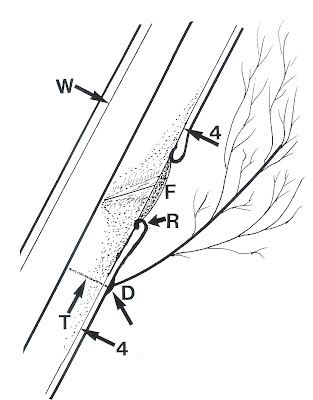 鳳溪攀樹隊: Flush Cuts, Sprouts and Cambial Dieback
