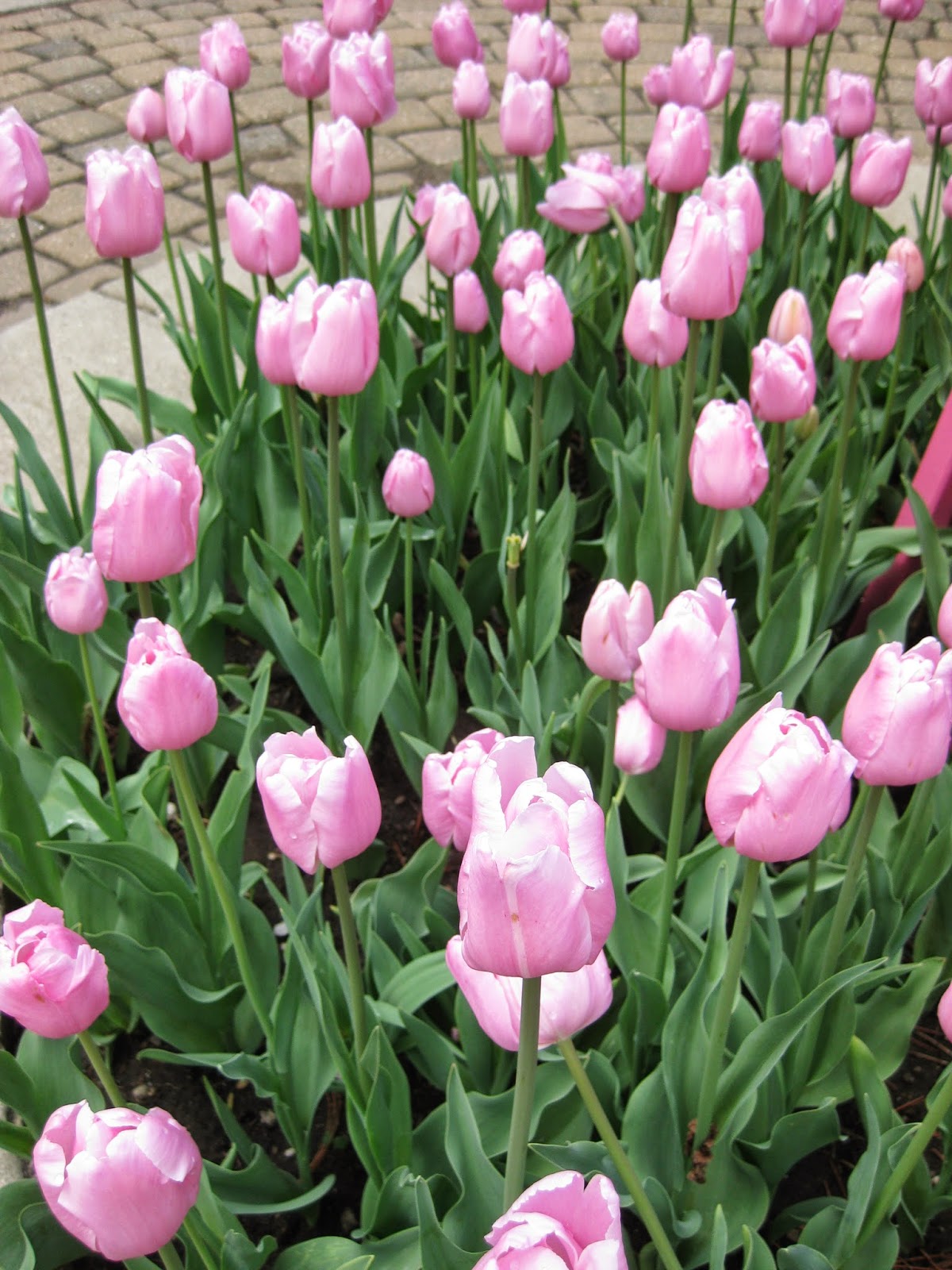 Rotary Botanical Gardens - Hort Blog: Damp But Productive