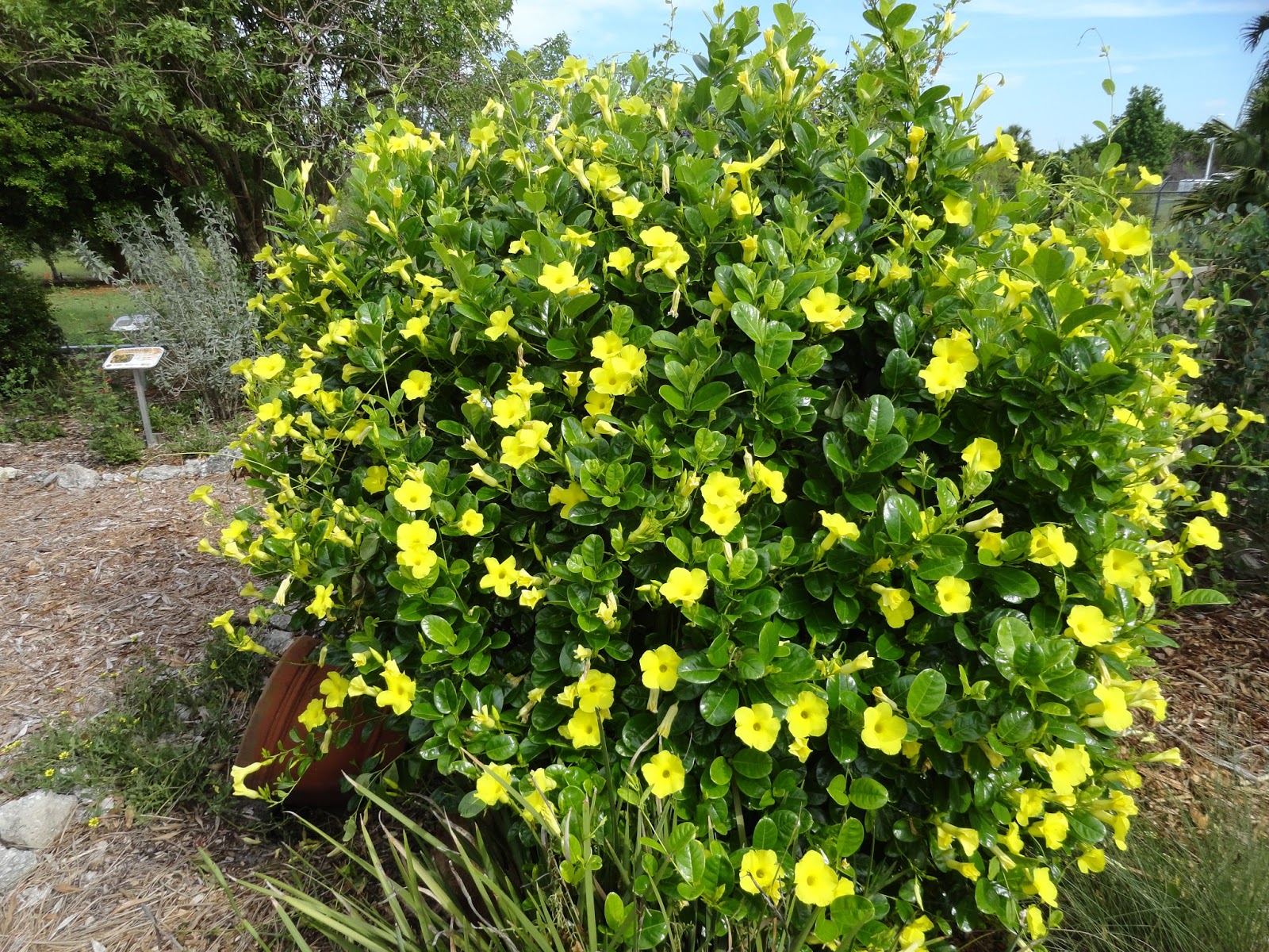 University of Florida/IFAS Charlotte County Extension: Wild for Allamanda