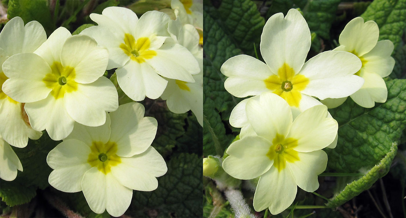 Heterostyly | Naturally