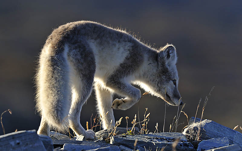Torbjorn Martinsen: Fjellrev....