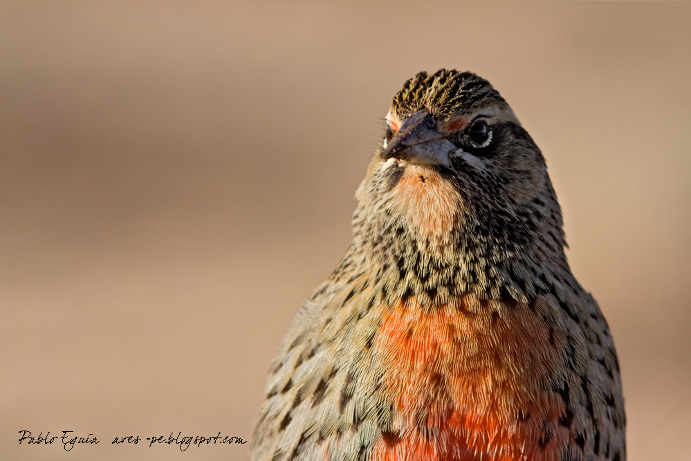 mis fotos de aves: Leistes loyca Loica Long-tailed Meadowlark