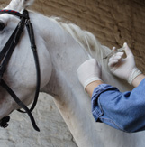 CABALLOS, YEGUAS Y POTROS: COMO INYECTAR DE FORMA SUBCUTÁNEA A TU CABALLO?