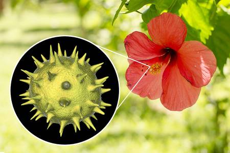 Class 12 notes on Structure of Pollen Grains and function