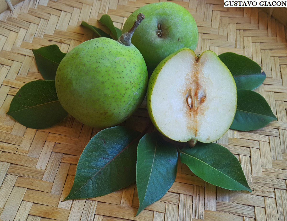 Viveiro Ciprest - Plantas Nativas e Exóticas: Pera D'água ( Pyrus ...