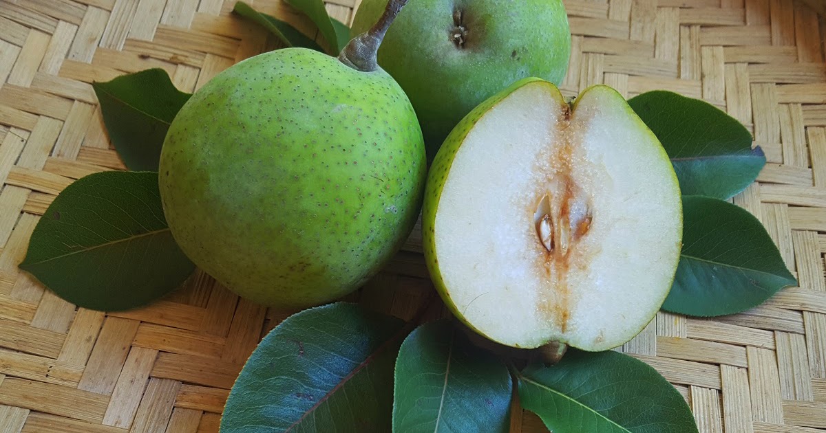 Viveiro Ciprest - Plantas Nativas e Exóticas: Pera D'água ( Pyrus ...