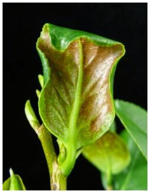 Cara Mengatasi Daun Keriting Pada Tanaman Cabe