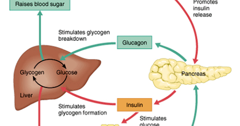 Diabetes Destroyer: How to Restore Glycogen - Part2 Understanding ...